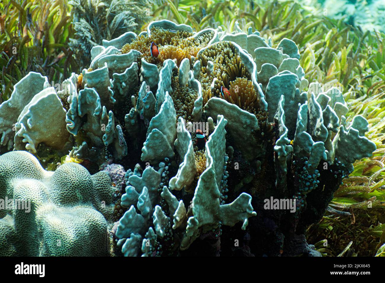 Fish hiding in coral hi-res stock photography and images - Alamy