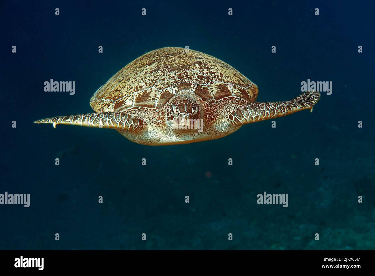 A closeup of the sea turtle in the blue water. Cheloniidae Stock Photo ...