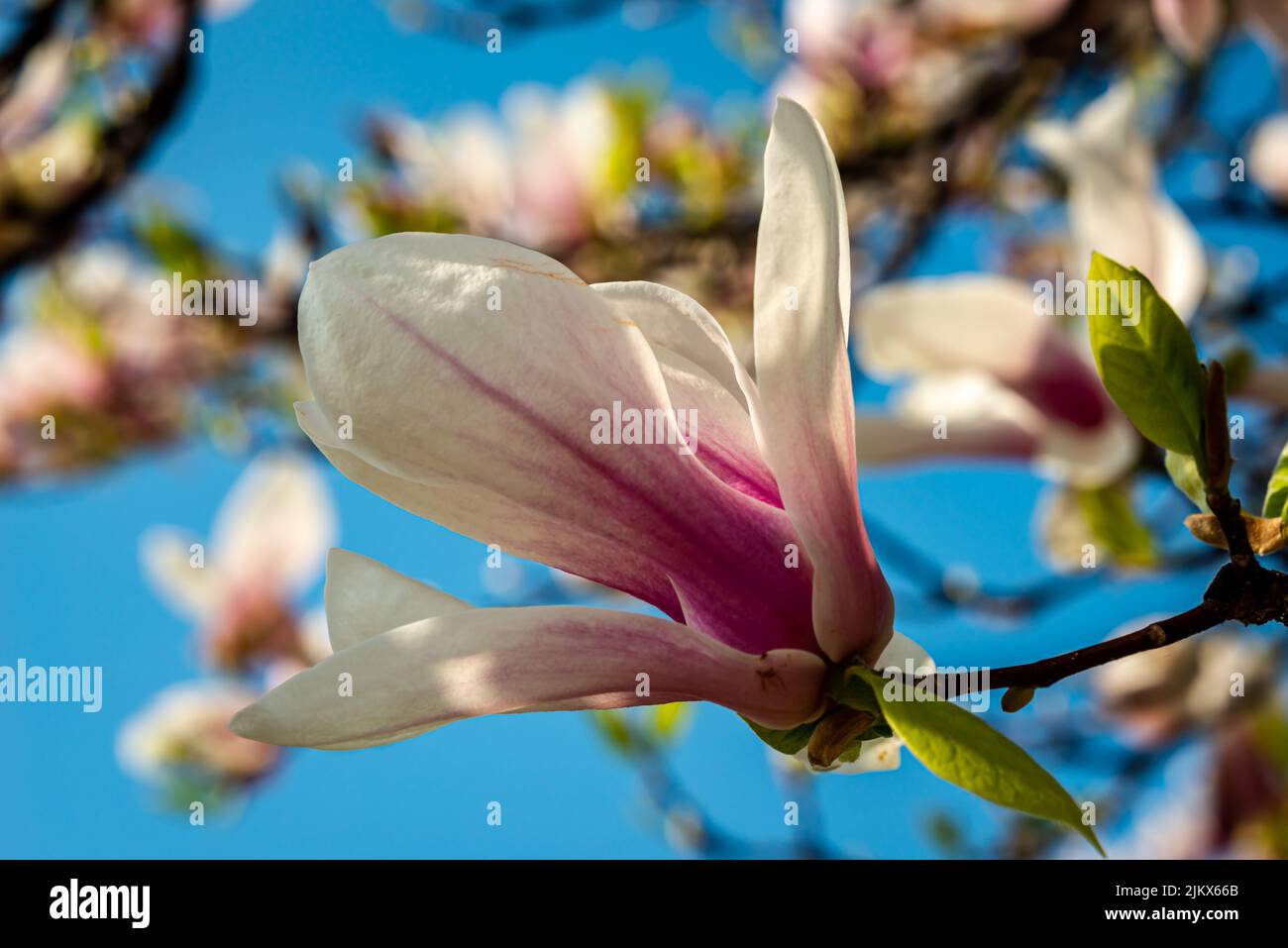 Magnolia tree branch no background hi-res stock photography and images ...