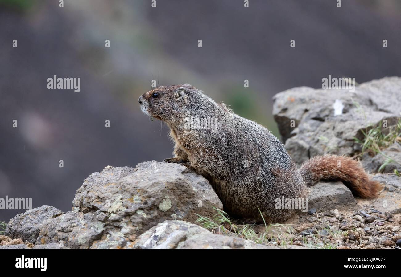 American marmot hi-res stock photography and images - Alamy