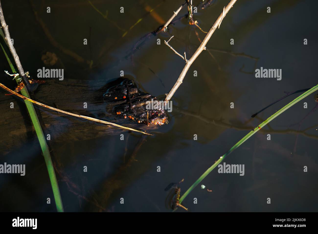 A top view of tree branches in water Stock Photo - Alamy