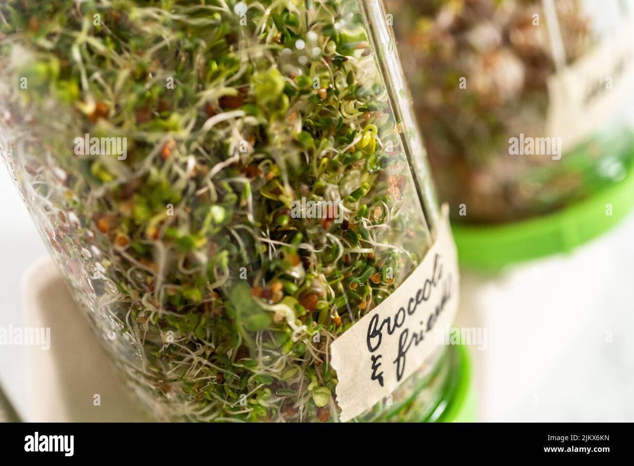Growing sprouts in a jar Stock Photo - Alamy