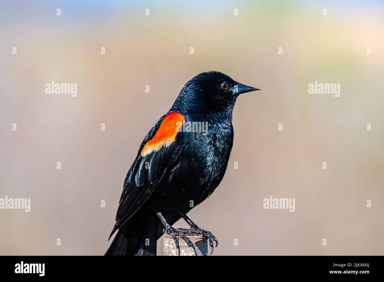 Starling flying america hi-res stock photography and images - Alamy