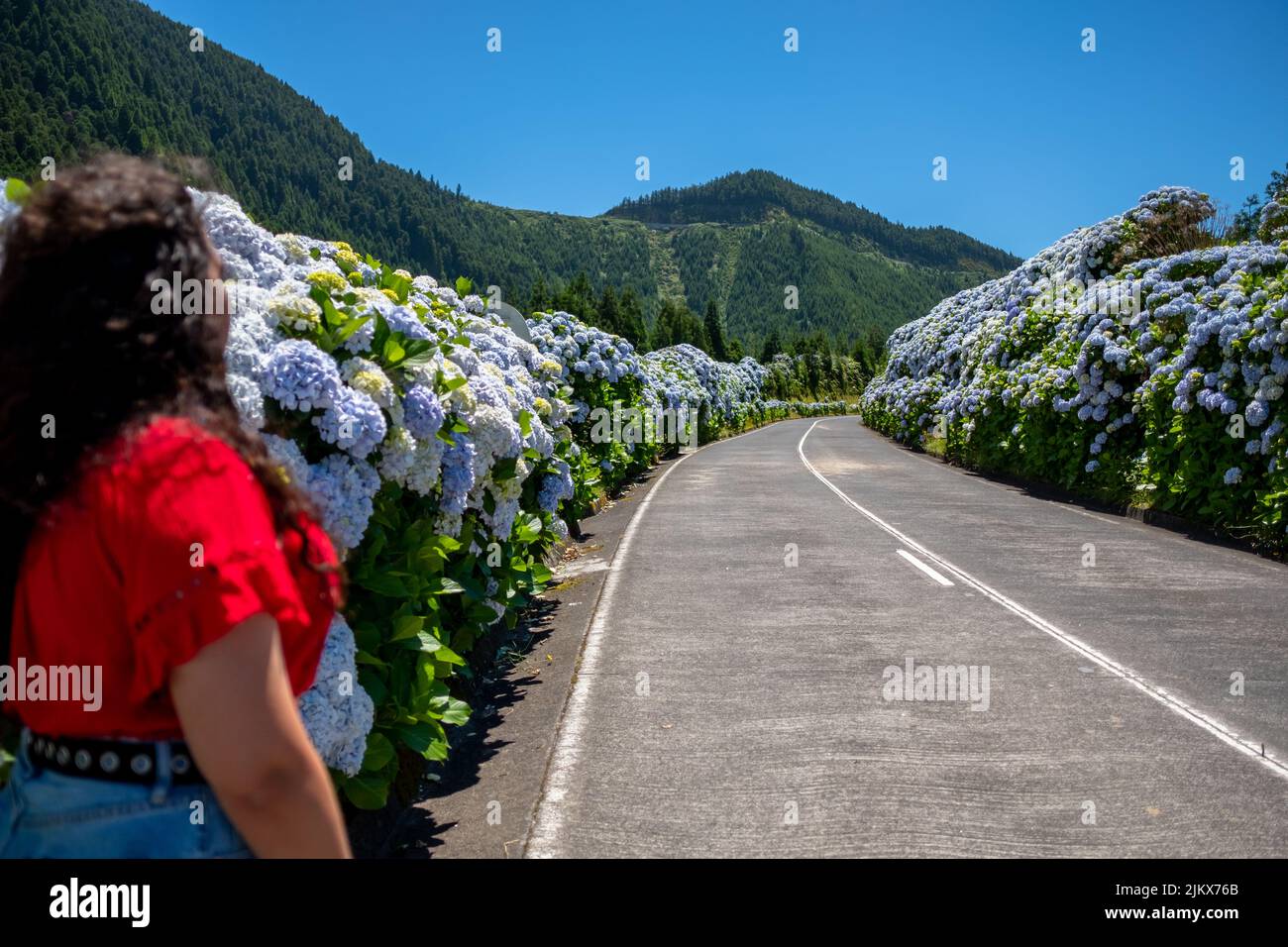 Azores, flowery road with beautiful hydrangea flowers on the side of ...