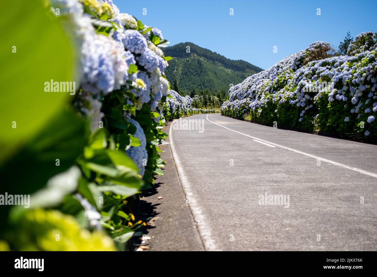Azores, Empty flowery road with beautiful hydrangea flowers in ...