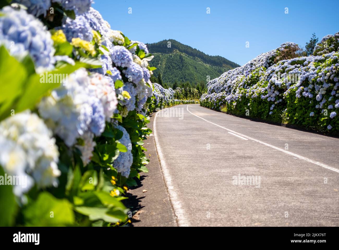 Azores, Empty flowery road with beautiful hydrangea flowers in ...