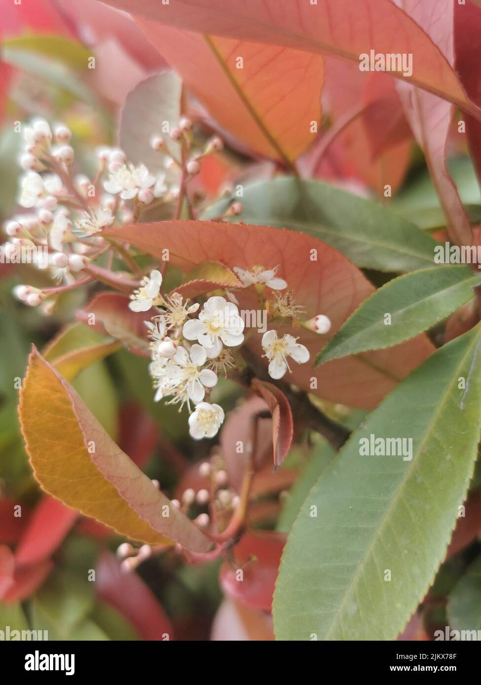 Photinia plant hi-res stock photography and images - Alamy