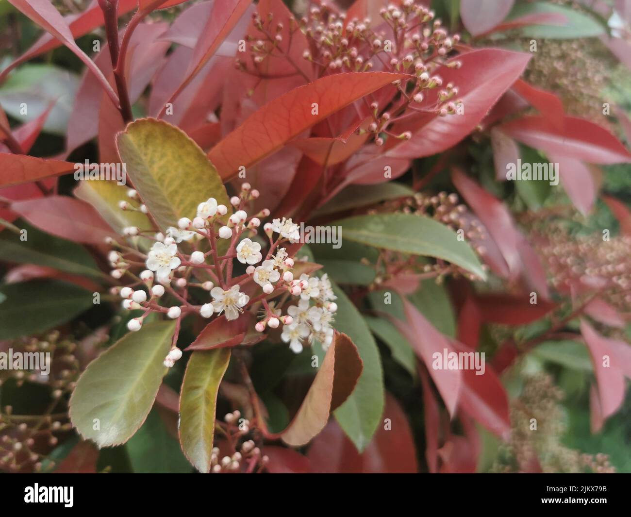 Photinia plant hi-res stock photography and images - Alamy