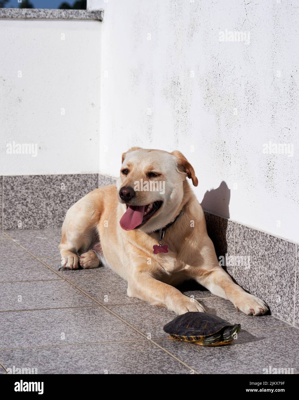 A vertical shot of a dog and a turtle lying on a ground Stock Photo - Alamy