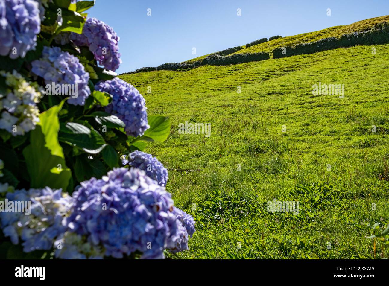 Typical vegetation in the fields, in the island of São Miguel, Azores ...