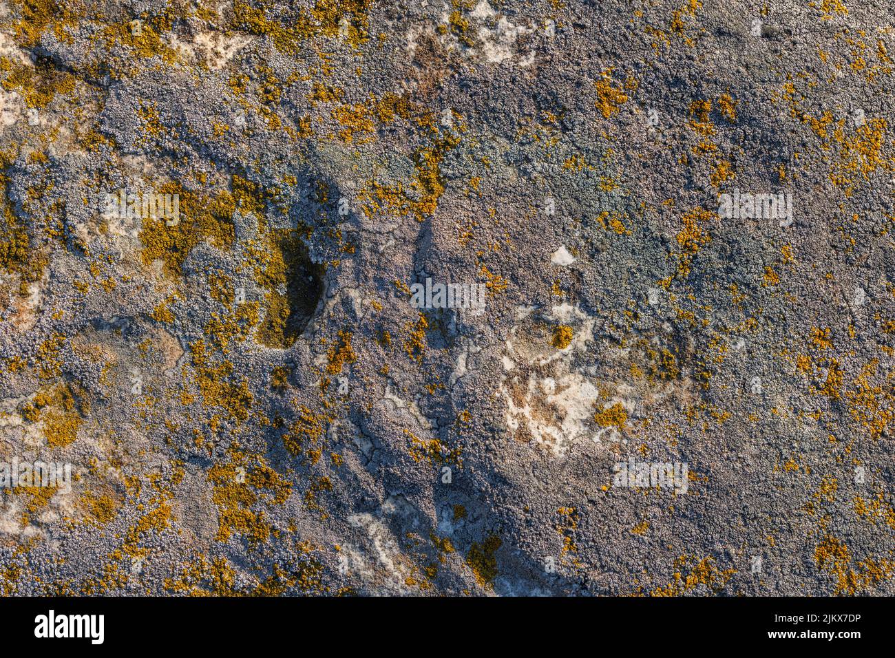 lichen presumably on quartzite sandstone surface under direct sunlight ...
