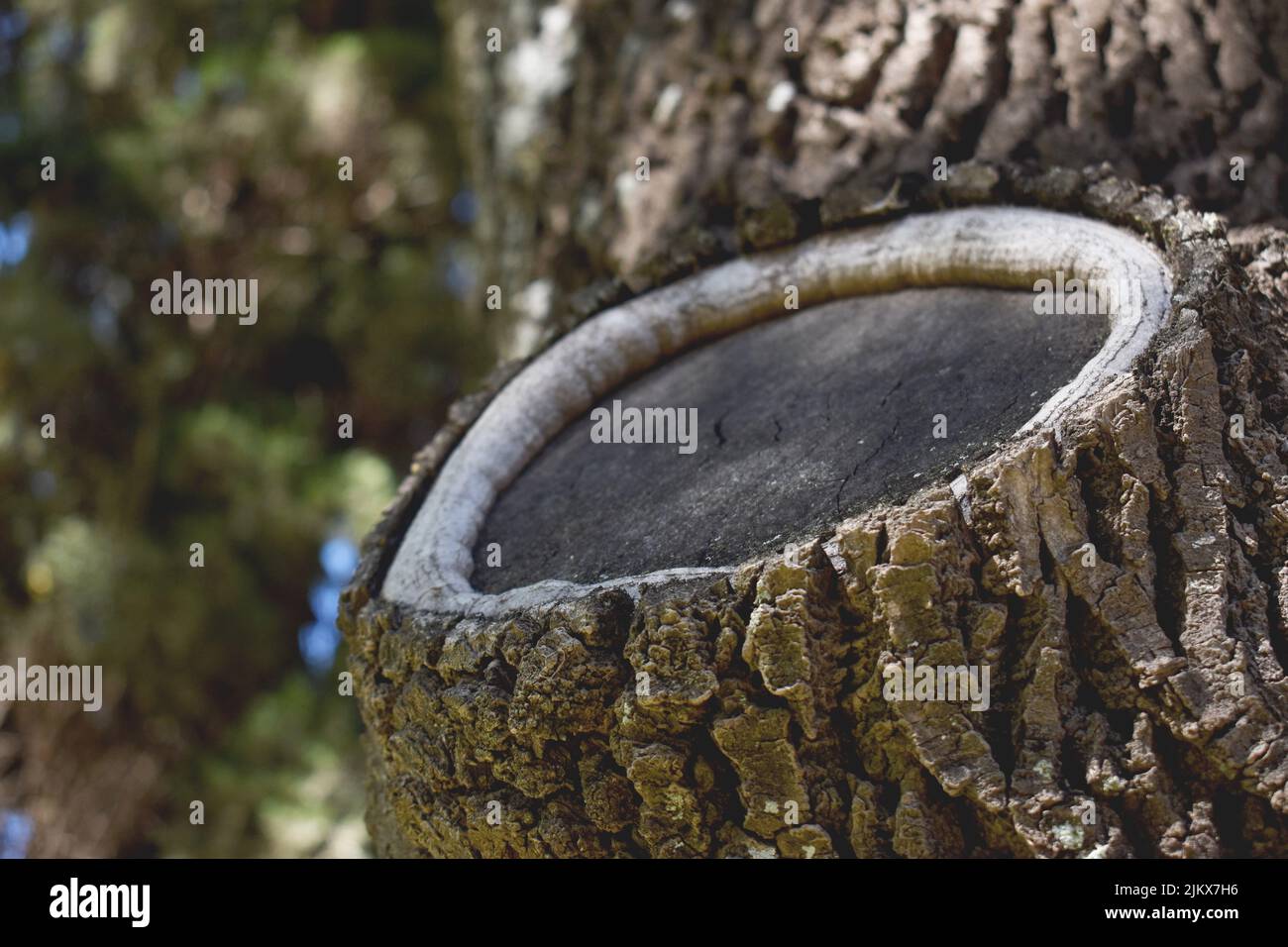 Already in the forest hi-res stock photography and images - Alamy