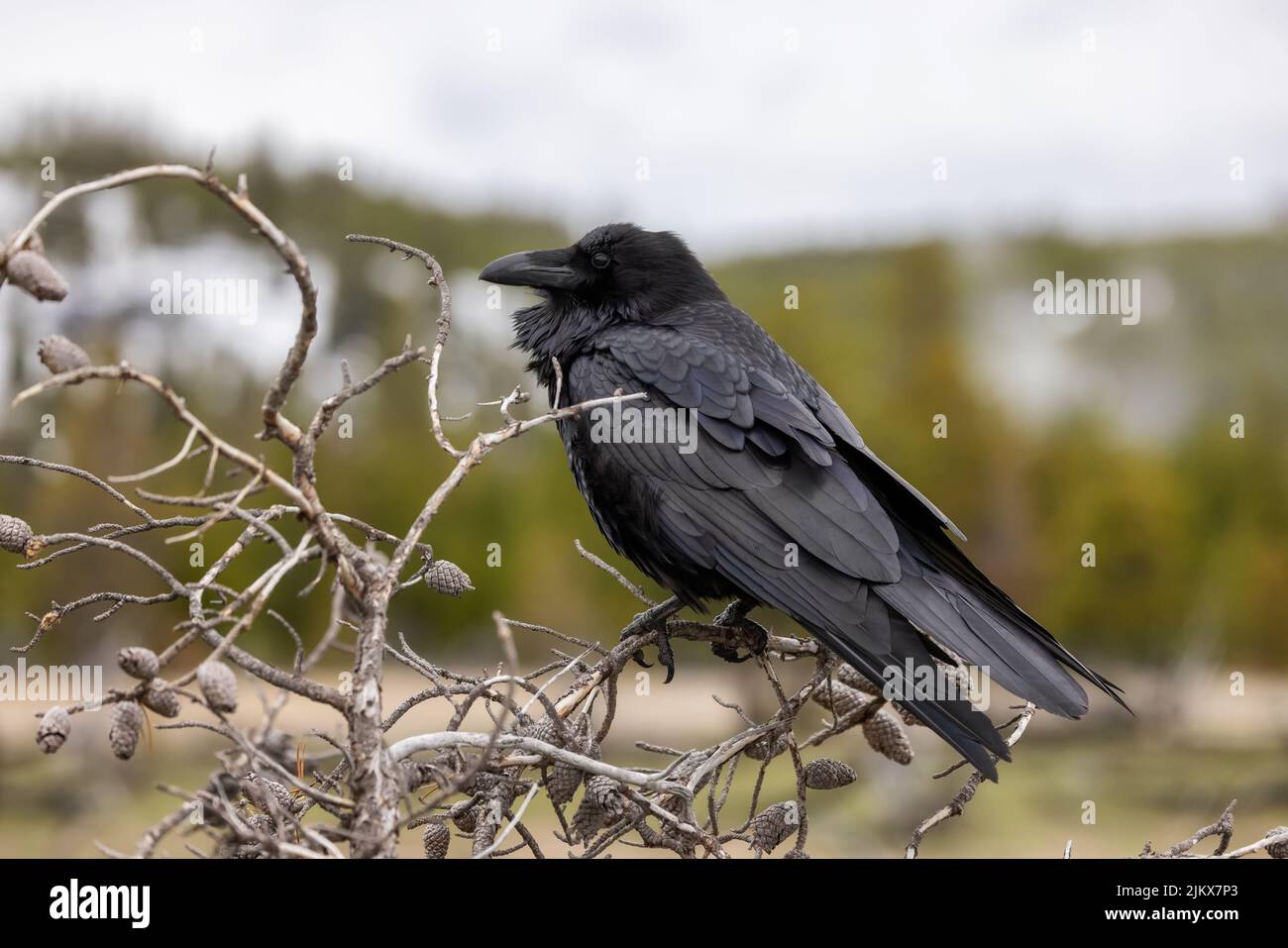 Large Black Common Raven in Yellowstone National Park Stock Photo - Alamy