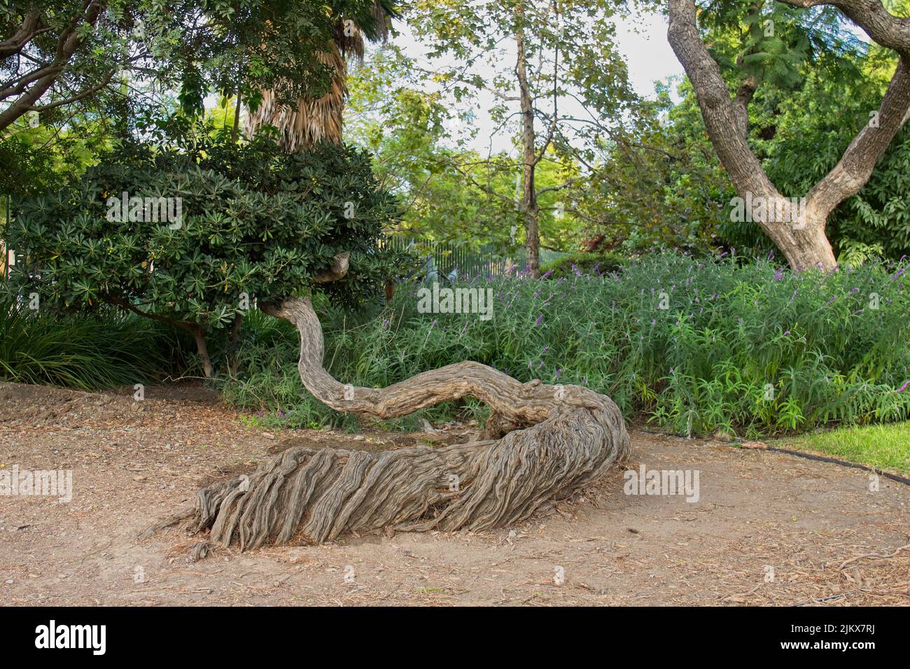 A tree with a serpentine trunk growing almost flat on the ground at the ...