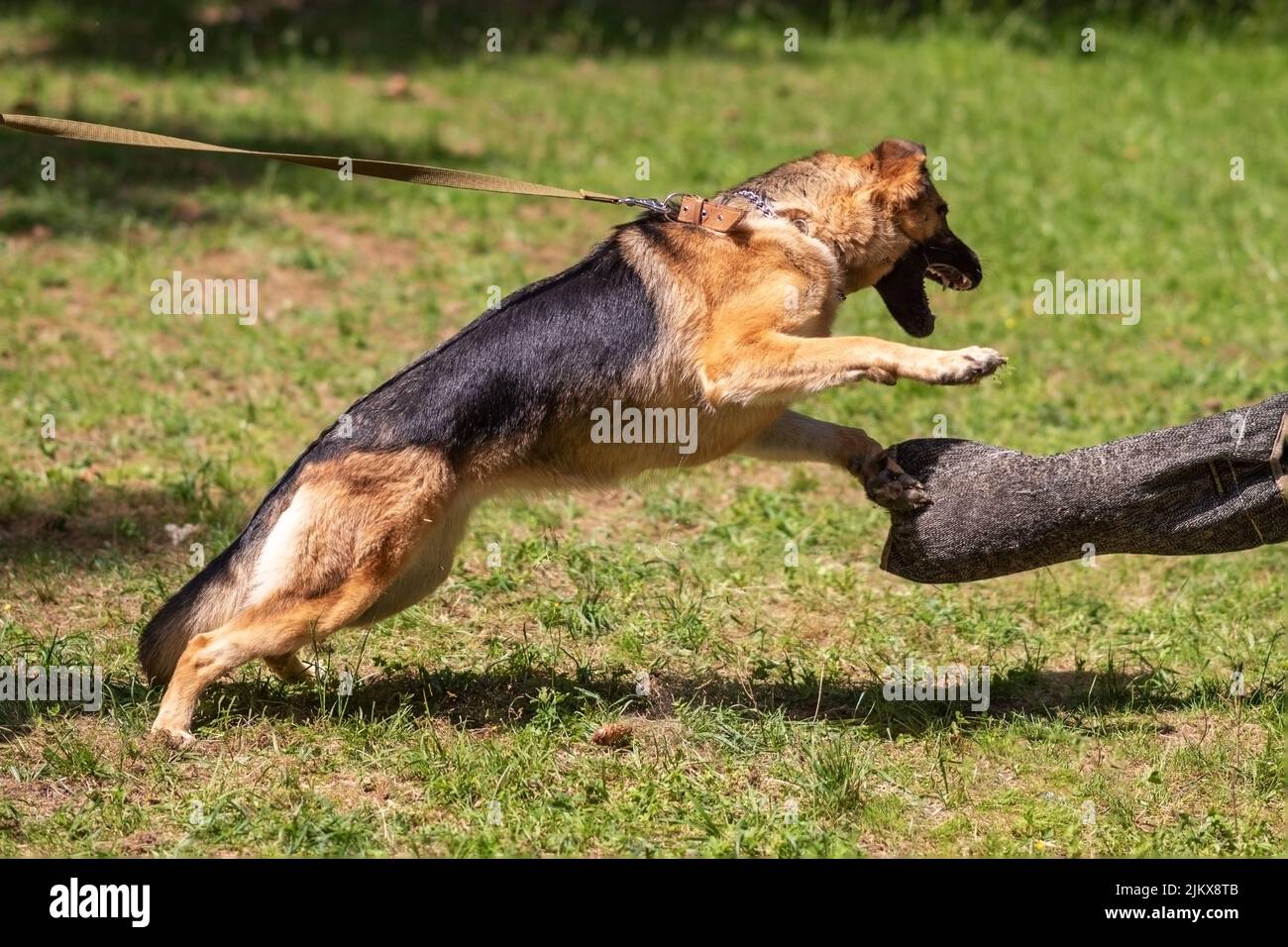 A cowardly German Shepherd in aggression training, with a cynologist ...