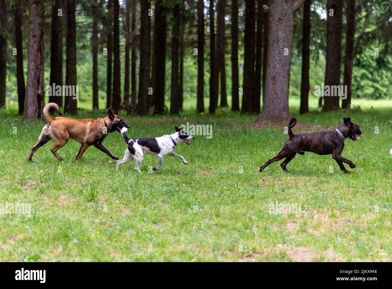Belgian boxer hi-res stock photography and images - Alamy