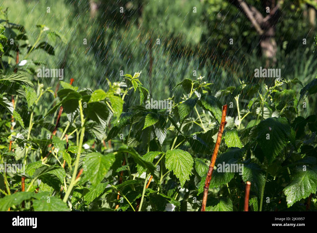 Rain generously pours green garden and shrubs of growing raspberries in ...