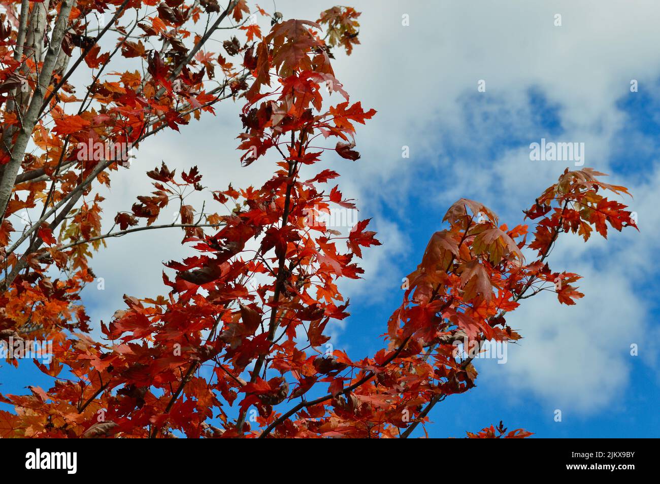 Autumn leaves showing color at Lawson in the Blue Mountains of ...