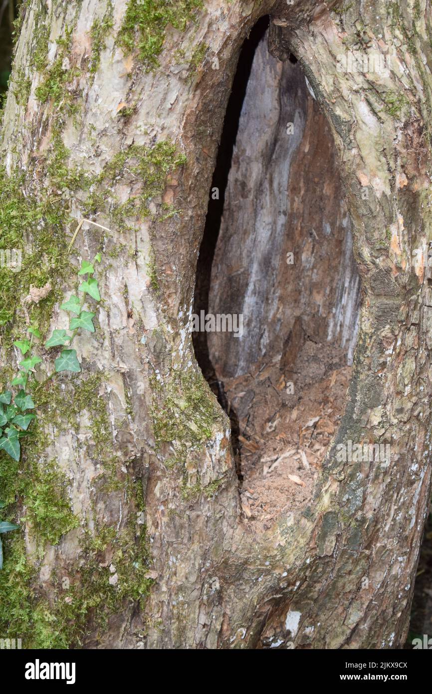 nesting hole in a tree Stock Photo - Alamy