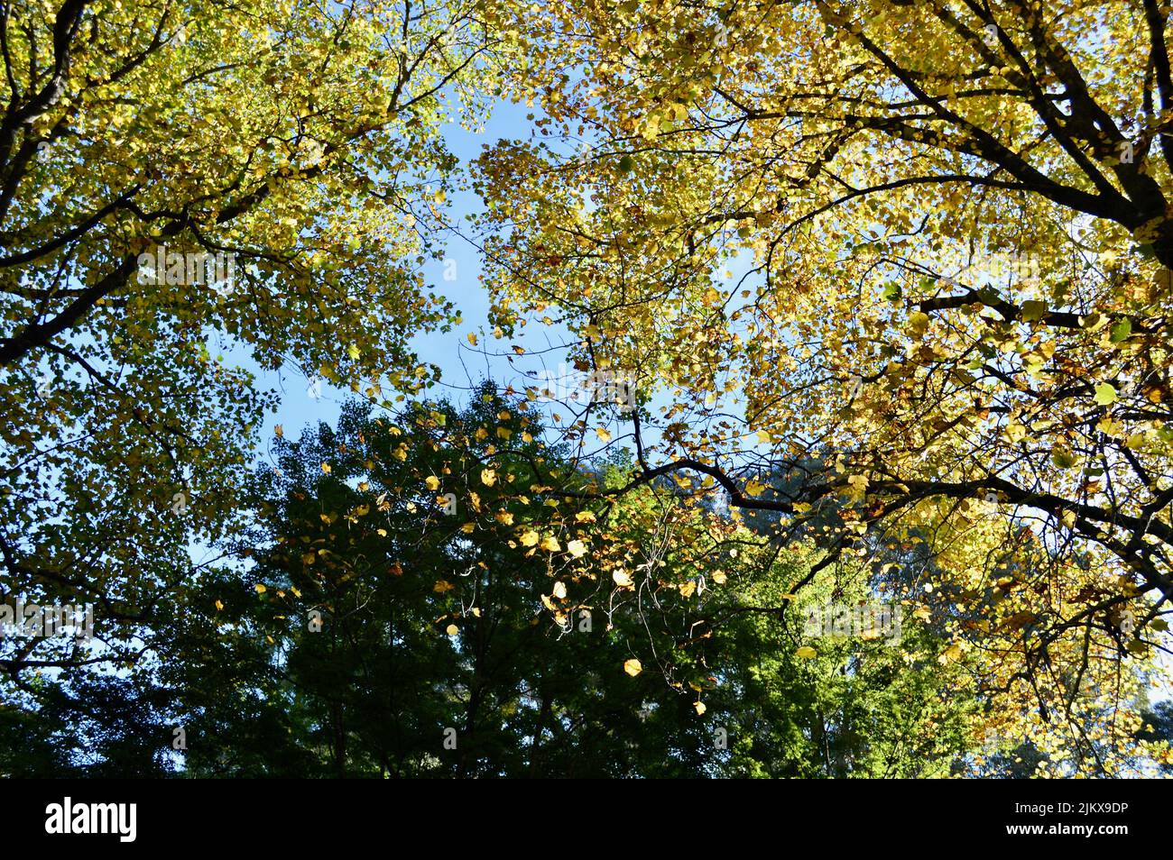 Autumn leaves at Mount Wilson in the Blue Mountains of Australia Stock ...