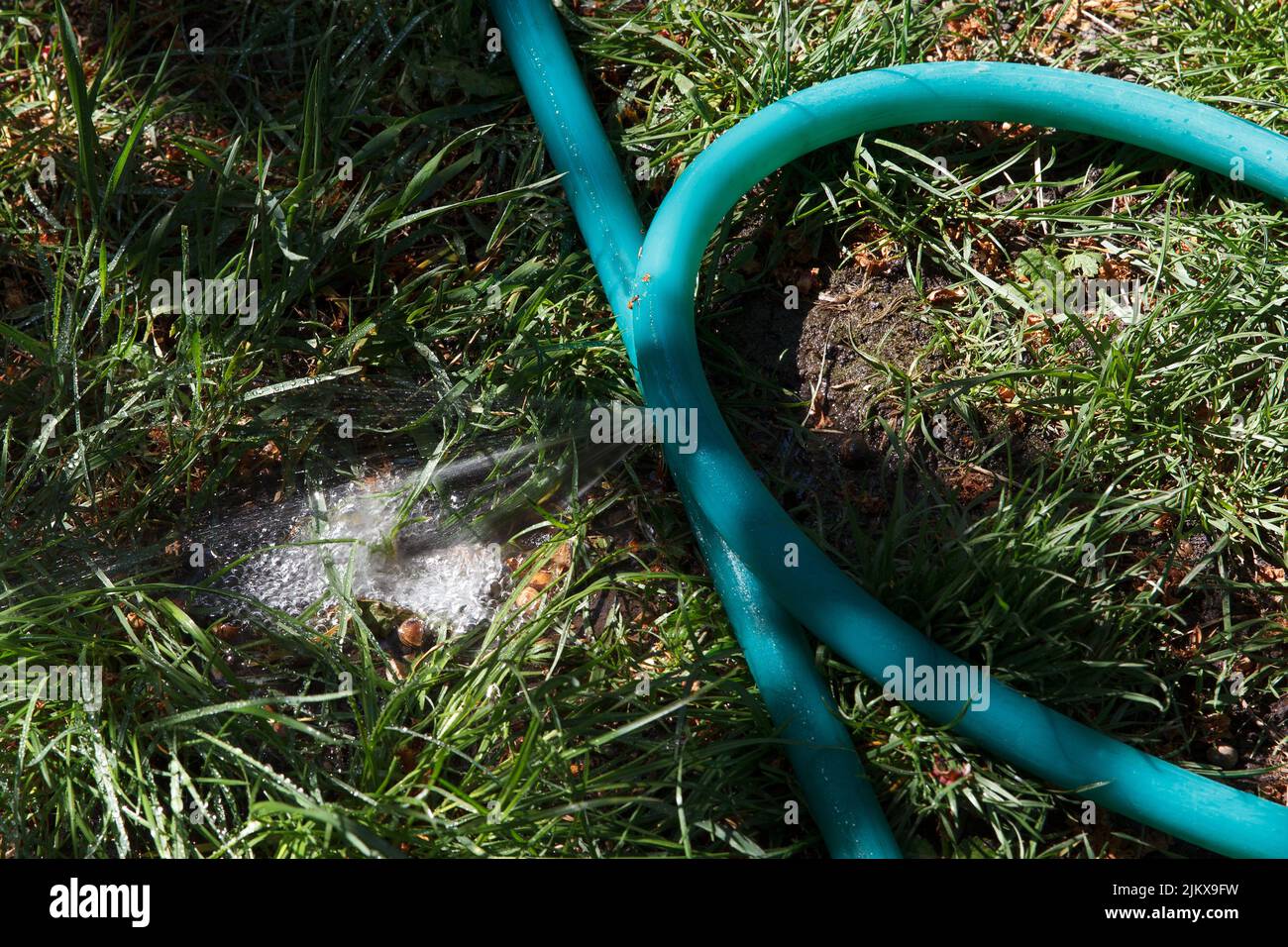 Water gardening hi-res stock photography and images - Alamy