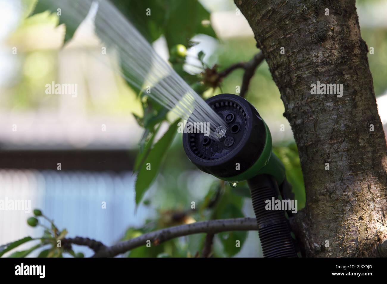 A hose with a water spray, successfully attached to a tree, pours the ...