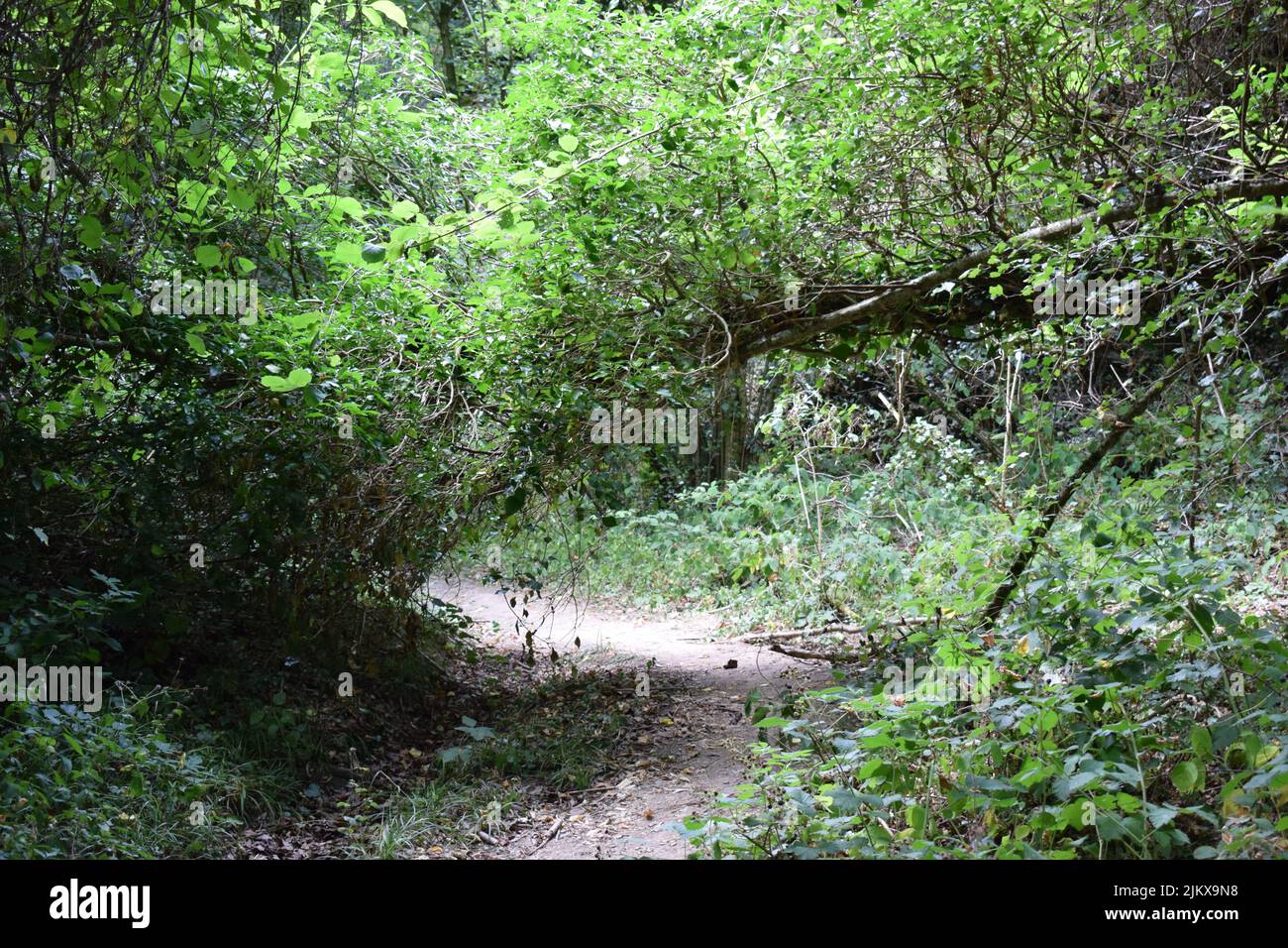 tree across a forest trail Stock Photo - Alamy