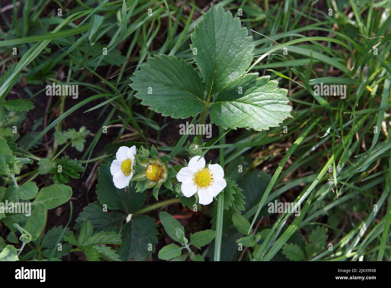 Strawberries in garden blossomed with white beauty flowers in spring ...