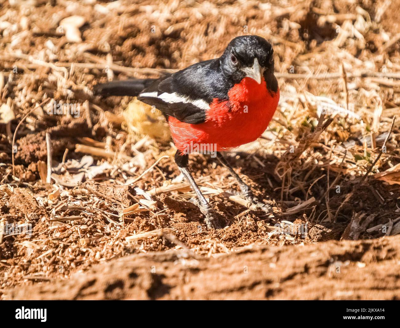 Crimson breasted shrike bright back and red on ground in South Africa ...