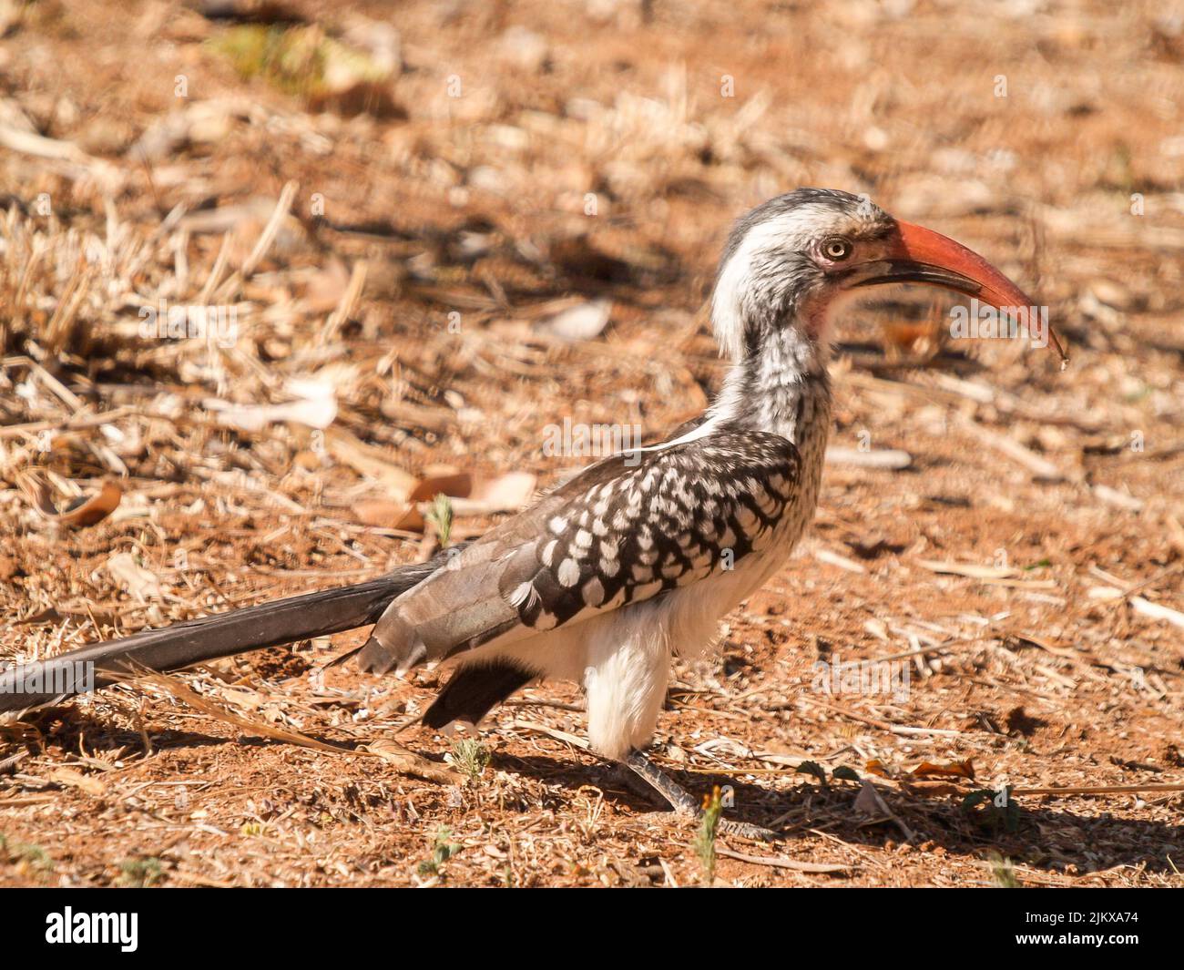 Red billed horn bill hi-res stock photography and images - Alamy