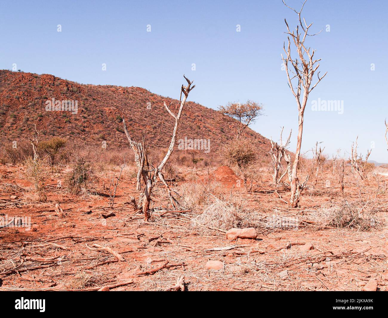 Red soil landscape with dead trees under blue sky in South Africa Stock ...
