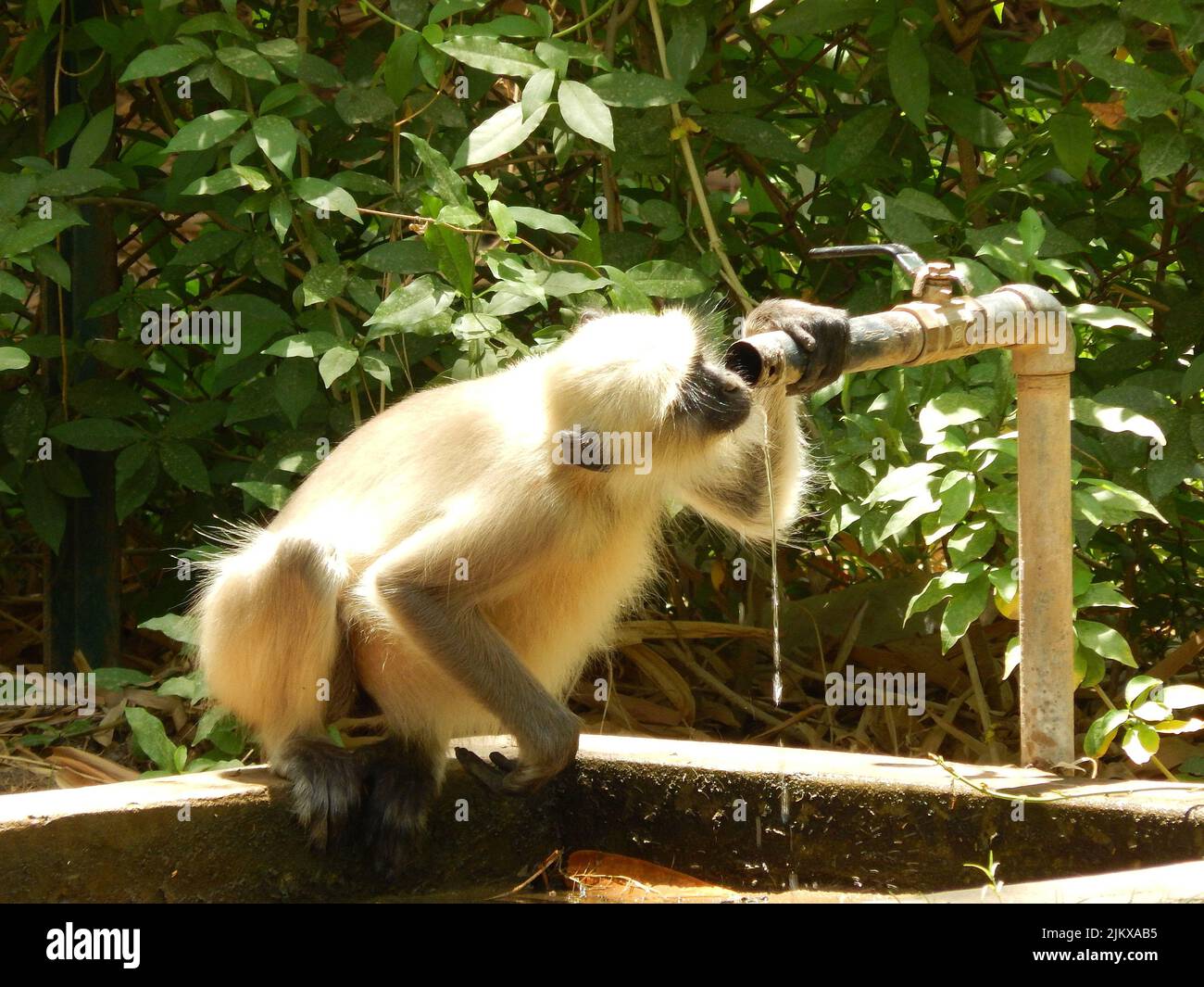 Monkey drinking water hi-res stock photography and images - Alamy