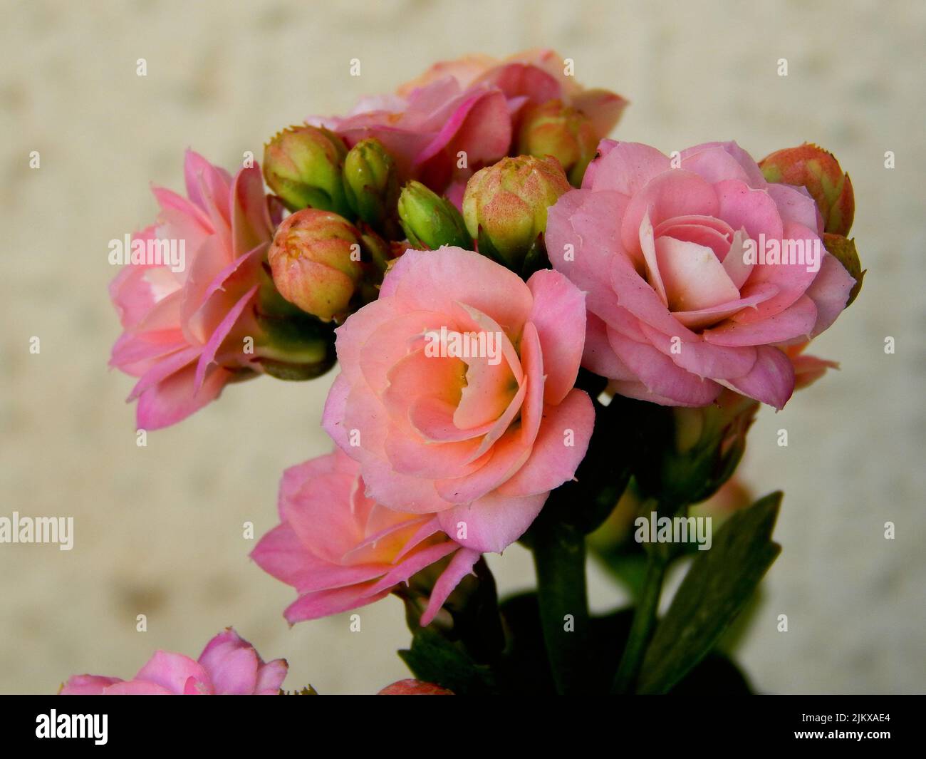 Bunch of rose hi-res stock photography and images - Alamy