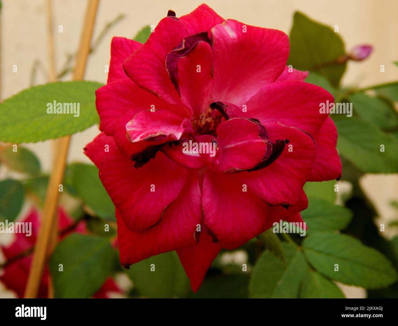Red rose spring hi-res stock photography and images - Alamy