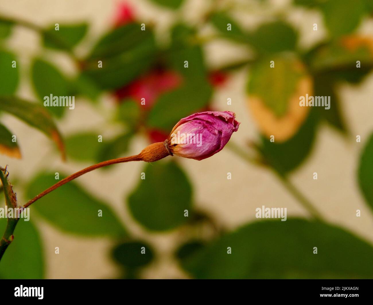 A pink rosebud on blurred background with green leaves Stock Photo - Alamy