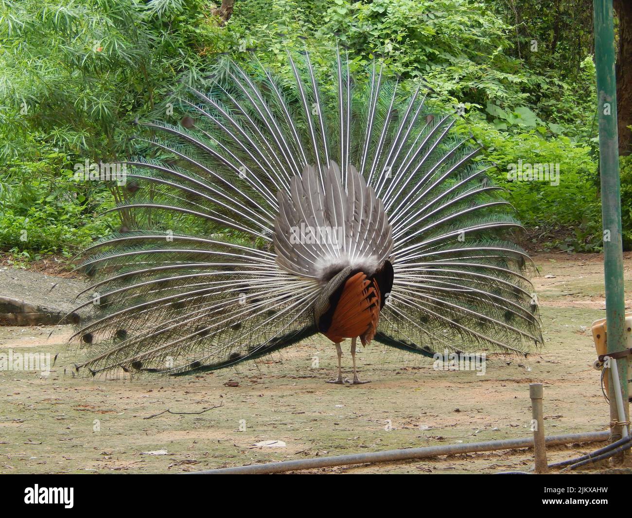 A back view of a peafowl with an open tail in nature - the national ...