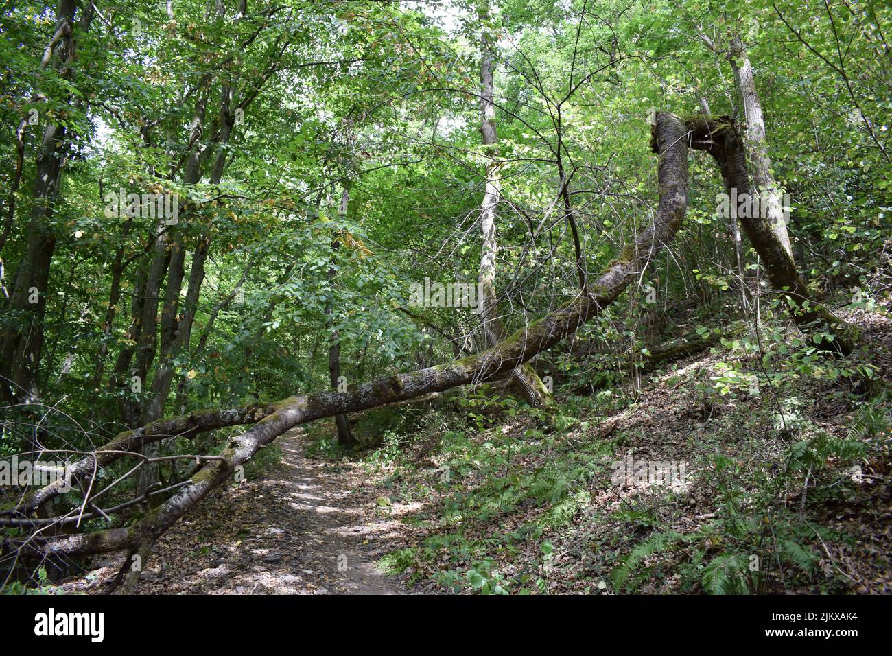 tree across a forest trail Stock Photo - Alamy