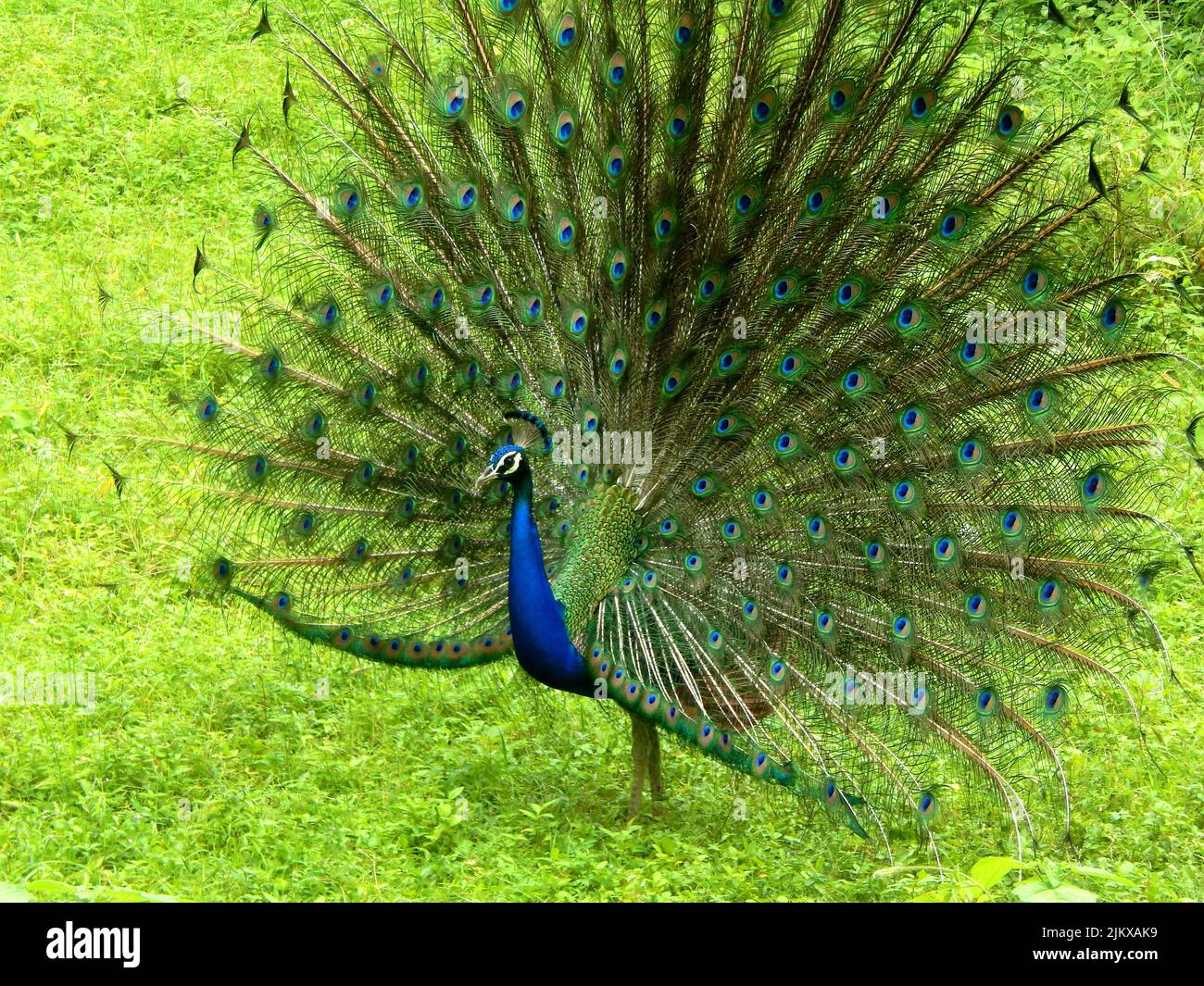 A peacock dancing in nature - the national bird of India Stock Photo ...