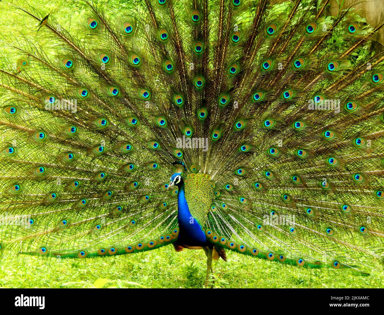 National Bird Of India Images 🦚 The Majestic Peacock: India's