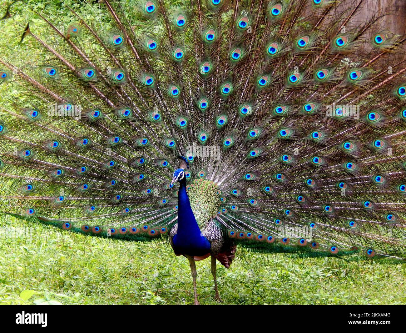 A peacock displaying its beautiful open tail Stock Photo - Alamy