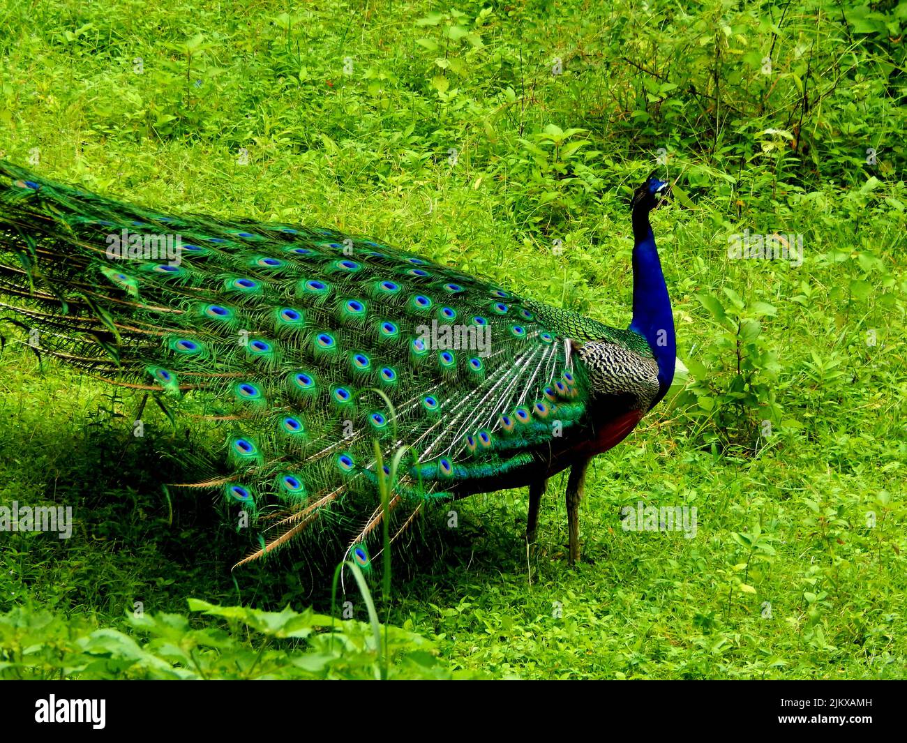 A peacock dancing in nature - the national bird of India Stock Photo ...