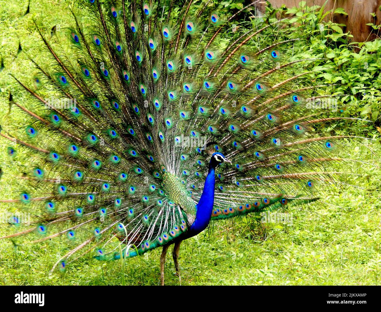 A peacock dancing in nature - the national bird of India Stock Photo ...