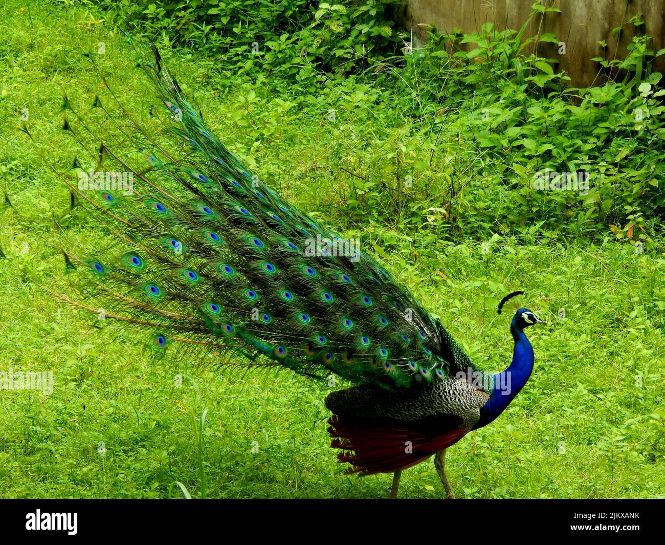 A peacock dancing in nature - the national bird of India Stock Photo ...