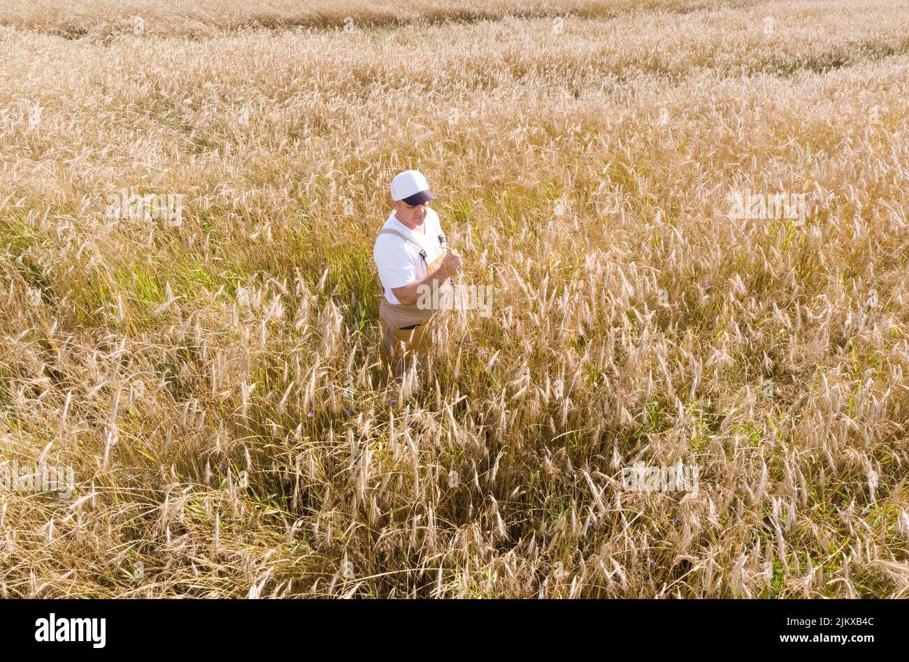 A farmer inspects a field with growing wheat, checks the quality of the ...