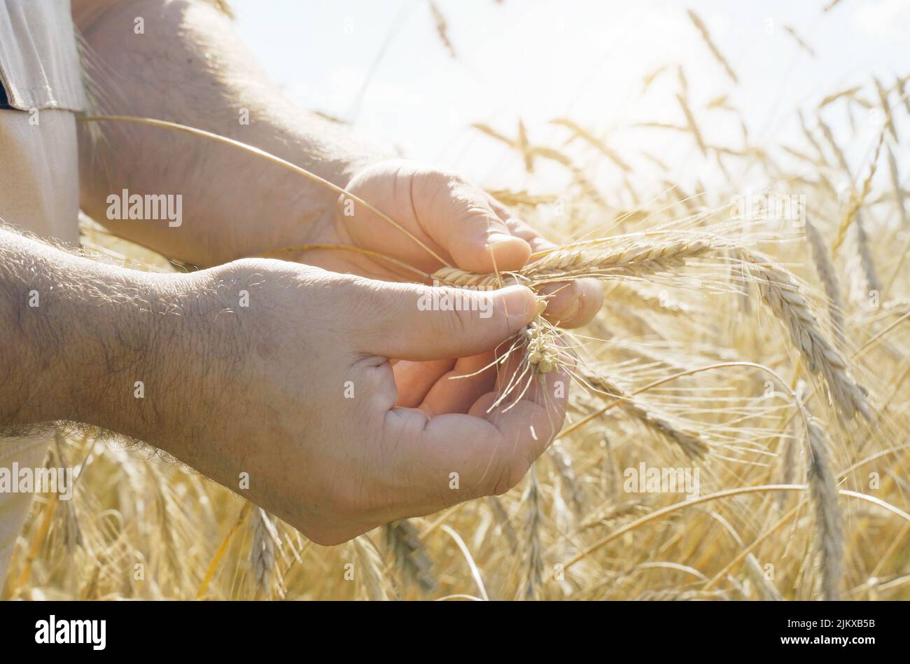 A farmer inspects a field with growing wheat, checks the quality of the ...