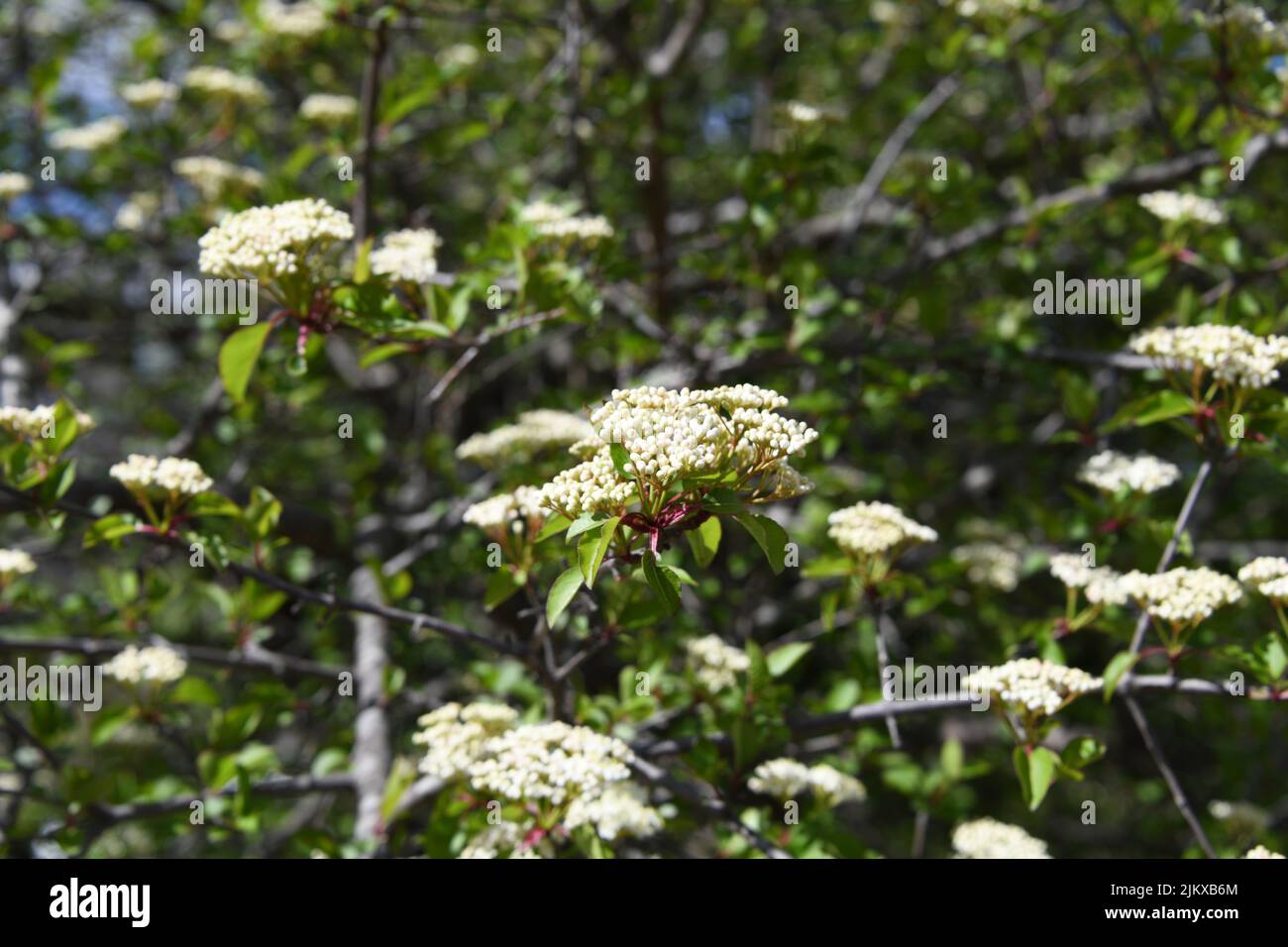 A shallow focus shot of a Wayfaring tree with white blossom in a green ...