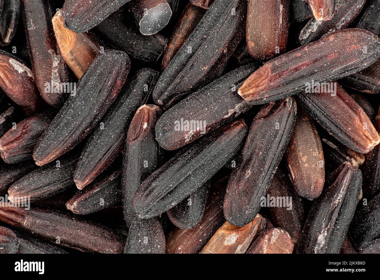 Black wholegrain Thai rice under microscope, image width 15mm Stock ...