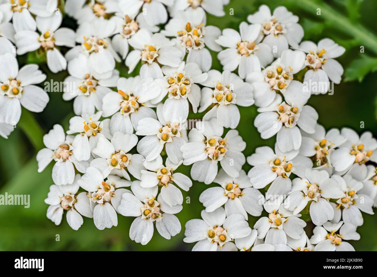 Common yarrow tiny white hi-res stock photography and images - Alamy