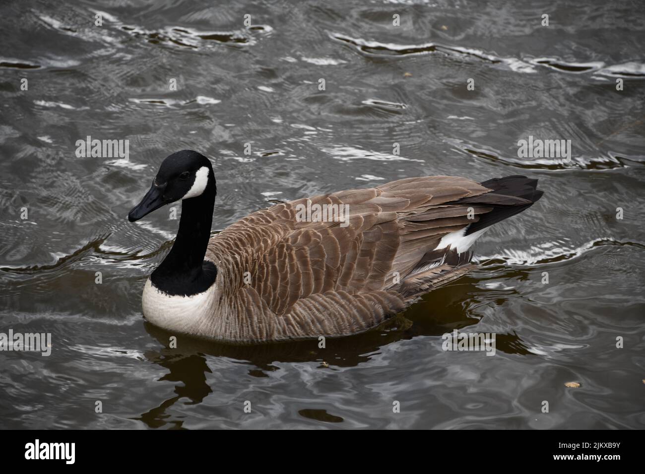 A shallow focus shot of a Canada Goose swimming in a wavy gray lake ...