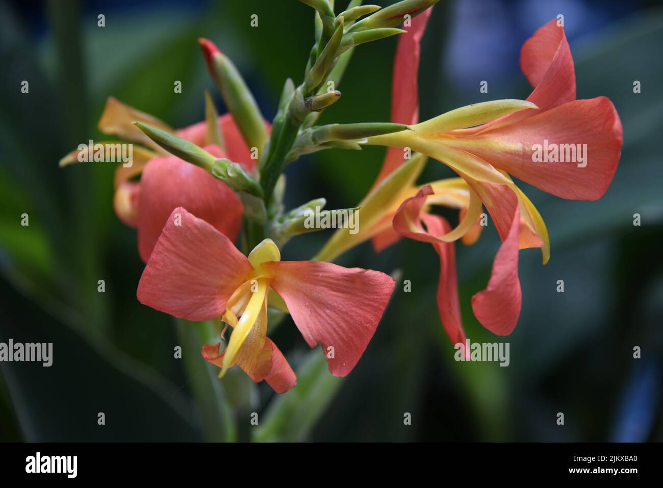 Canna lily leaves hi-res stock photography and images - Alamy
